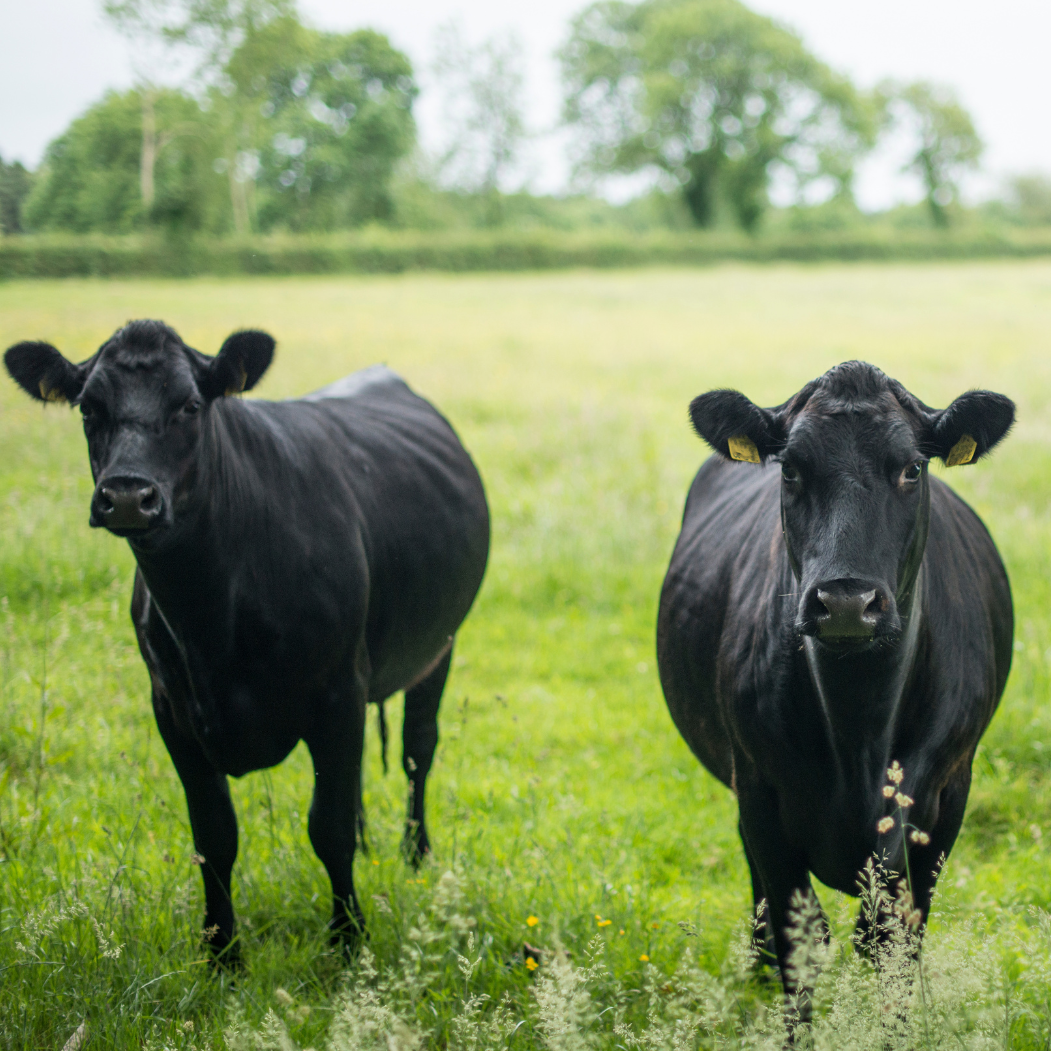 Products - MO Meat Farms